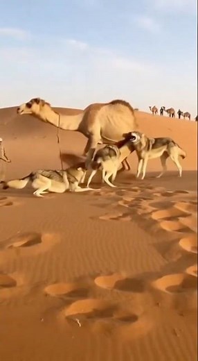 Camel vs Wolves… No One Expected THIS Fight 😱🔥