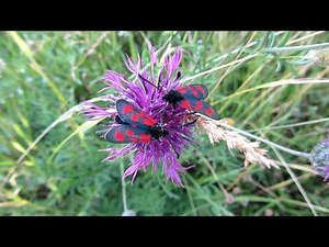 Canon Powershot SX230 HS - Full HD video test 2