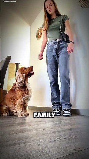 Cocker Spaniel Puppies Affectionate Charmers for Every Family #cockerspanielpuppies #doglover