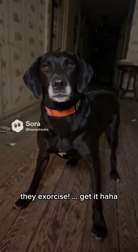 Exorcised LOL 😂- The Pup Dad Jokes Rule #funny #comedy #dogcomedy #funnyshorts #puppy #dogshorts