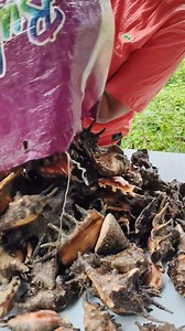 1sack of spider shell 🐚 #fbreels2025ツ | Misis Ytang