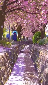 94K views · 6.8K reactions | Beautiful spring in Japan | Japan in my eyes | Facebook