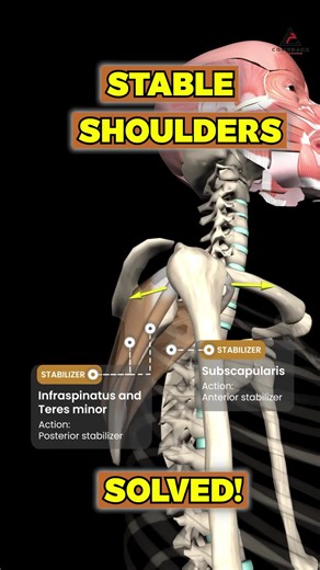 ❌ You can move big weight… but your shoulder still feels sketchy. Strength without stability is like driving a sports car with loose tires. It looks strong. It feels powerful. But one wrong move — and it breaks down. 🔥 Why It Matters: 📉 Strength Without Control = Instability ⚠️ Instability = Clicking Fatigue 💥 Stability Locks In Real Strength 🛠️ Train Stability Early: 🔗 Banded Extension – Reinforce cuff control in posterior chain 🔥 High Plank Walk Up – Test scap stability under shifting lo