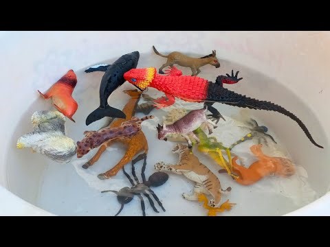 First Words: Animal & Insect Safari for Little Learners | Fun Vocabulary Development for Kids