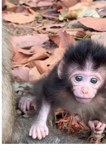Baby Monkey Elma's Unexpected Charm