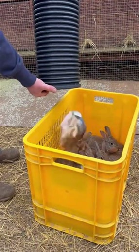 Farm Wisdom The 'Simple Technique' for Catching Rabbits Revealed How to Move Animals