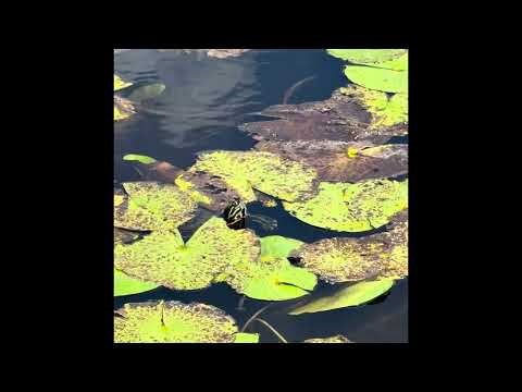 FIND NATURE BE HAPPY - Turtle Florida Everglades