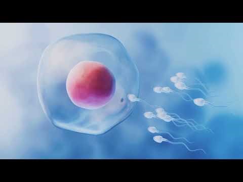 Your Baby’s First 13 Weeks What’s Happening inside