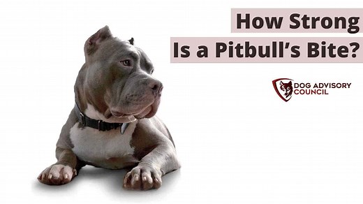 Pitbull Bite Force - How Strong Is a Pitbull’s Bite? | Dog Advisory Council