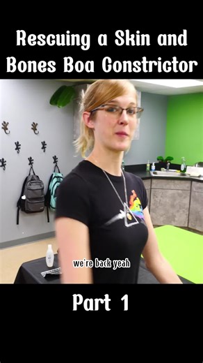 Rescuing a Skin-and-Bones Boa Constrictor 1