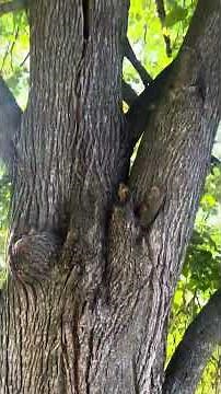 Little leaf linden. Tree Identification