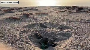 WATCH: Loggerhead sea turtles hatching in Florida