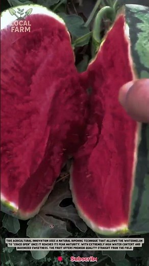 Automatically Cracked Watermelon: A Natural Ripening Innovation to Indicate Super Ripe Fruit #farm