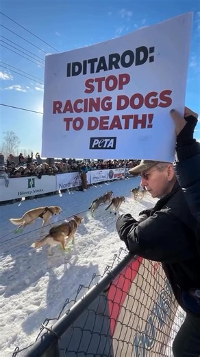 The #Iditarod is dangerous, cruel, and pointless 💔🐕 Dogs forced to run about 1,000 miles in freezing temperatures are pushed to their limits—exhausted, injured, or worse. Share this post to remind friends & family that supporting the Iditarod is WRONG 📣 | PETA Kids