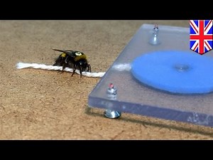 Bees string experiment: scientists prove bumblebees can learn and share tool-use skills - TomoNews