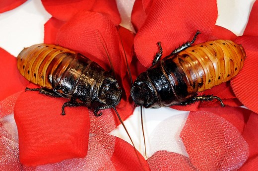 Name a cockroach after your (ex) loves with the Bronx Zoo this Valentine’s Day | New in NYC