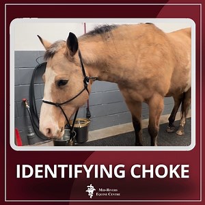 🚨 Recognizing Choke in Horses 🚨 Choke occurs when food or an object gets stuck in the esophagus, making it difficult for a horse to swallow. In this video, you’ll see a horse experiencing choke and trying to relieve the blockage. ⚠️ Choke is an emergency! While a horse can still breathe during choke, the obstruction can cause esophageal damage, scarring, and increase the risk of future episodes. If you suspect choke, call your vet! At Mid-Rivers Equine Centre, we’re sharing this to help horse 