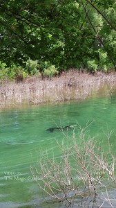 2.7M views · 11K reactions | A black mermaid in a river. Here is another video of a mermaid with a black tail swimming in a river in Northern Michigan. This video is not AI or CGI. I am a professional mermaid performer in a fabric mermaid tail. #themagiccrafter #rivermermaid #mermaid #professionalmermaid #michiganmermaid | The Magic Crafter | Facebook
