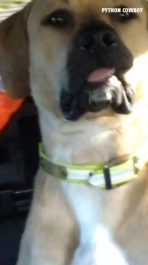 What is Moose doing! | Python Cowboy Hunts