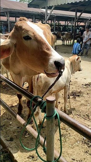 suara sapi, sapi moo, sapi jumbo #cowsounds #cowsong #cow