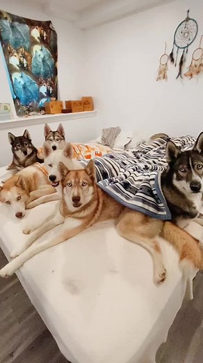 Eight Fluffy Tails on TikTok