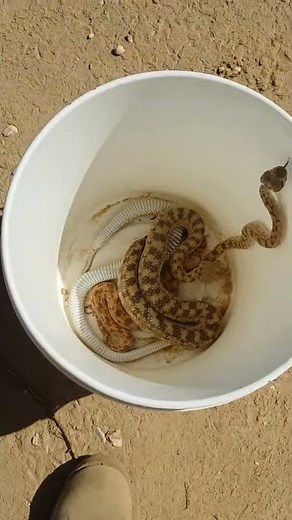 صوت الافعى المقرنة وفحيحها