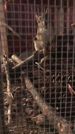 Squillium the squirrel stores her daily almonds #cutepet #squirrel #cute