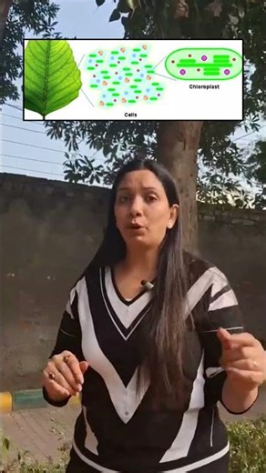 Photosynthesis Explained Simply | The Process That Sustains Life | Biology