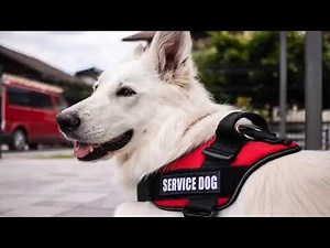 Overview of Service Dogs
