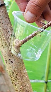 Air layering can be done by all plants #fblifestyle | Aan Rezpec