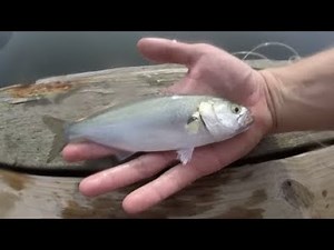 What CHUM is best for Snapper Bluefish??