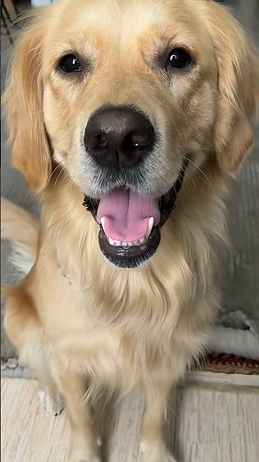 Golden Retriever’s Cutest Smile Ever 🐾✨ | Try Not To Melt!