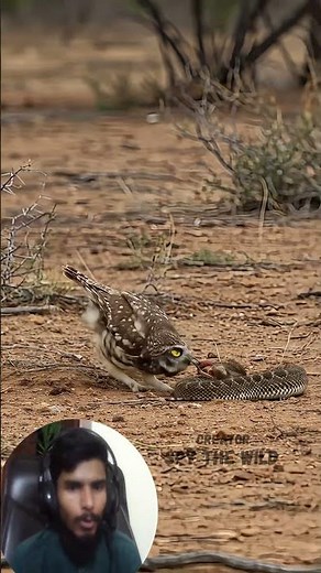 Burrowing Owl vs Rattlesnake | Nature’s Most Unexpected Predator | No Marcy of Wildlife