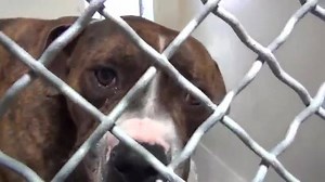 36K views · 624 reactions | RESCUED - moved to SAFE Album 11/08...