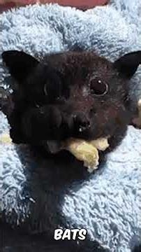 The Hemokomori Mod Rimworld