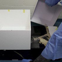 Novel Object Recognition Test for the Investigation of Learning and Memory in Mice