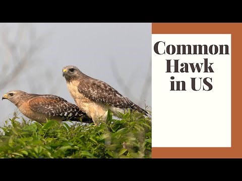 All About The Red-Shouldered Hawk