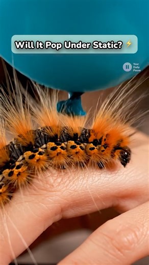 Can It Feel The Static? ⚡🐛 #asmr #caterpillar #staticasmr #oddlysatisfying