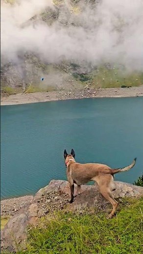 Semtex malinois ecoute bien