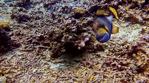 Large Colorful Titan Triggerfish Powerful Reef Stock Footage Video (100% Royalty-free) 3913175153 | Shutterstock
