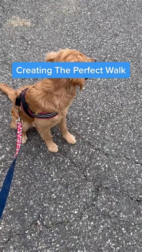 🔥The BEST Exercise To Stop Pulling On Walks🔥 #dogtraining #dogtrainertips #dogtraininglife #dogwalk #dogwalking #dogtrainingadvice #doglife #positivereinforcementdogtrainer #puppytrainingtips #clickertraining #dogclass #PrivateDogTraining | Best Buddy Dog Trainer, LLC