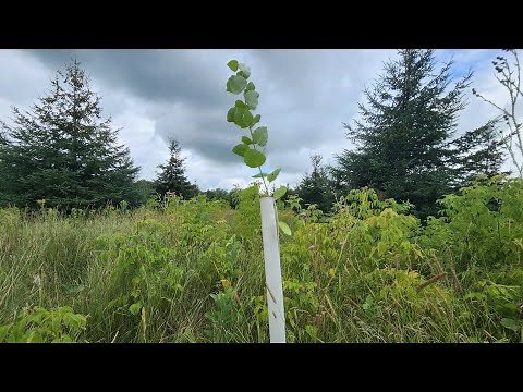 Growing Hybrid Poplars from Cuttings- Results