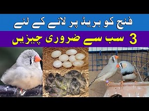 Finch Breeding | Finch ko breed py lany k liye 3 zarori chezain