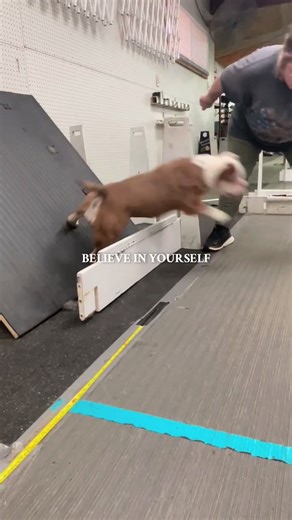 No expectations, just fun. ♥️🫶🏻 #englishbulldog #flyball #flyballdogs #dogsports