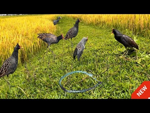Incredible WaterCock Bird Trap, Made with Simple Tools | You Won’t Believe How Easy It Is #watercock