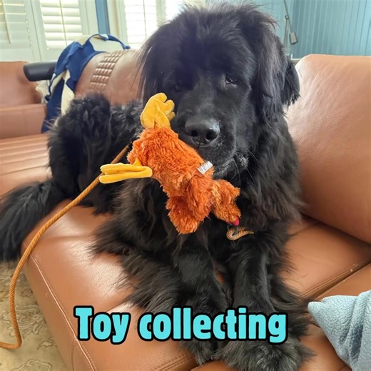 SHELBY INTERVIEWS ARE STARTING SOON! Shelby is 3-years-old and recovering from her recent spay in her foster home in New Jersey. Shelby is a sweet, playful, affectionate girl! She has come a long way with her skin and coat healing but this will require ongoing care to restore her to full glory! She is learning some leash skills but this will also require her adopters to continue practicing too. Luckily she is a smart cookie and worth the effort! Shelby’s ideal home: ✔ A confident canine buddy wh