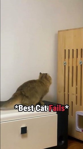 Hilarious Cat Fails Compilation 😂🐾