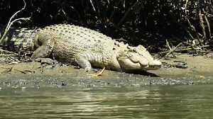 Why are pointless, raw and unedited paparazzi videos of celebrities so intriguing? Who cares if you know who some self obsessed celeb took another selfie or if Jenifer Lopez bought a new swim suit or Tom cruise ate a burger but what is exciting is Our Darling of the Daintree Dusty Rose slipped into the water. Now thats celebrity news worthy. Education not eradication. Be croc wise in croc country. Please we must coexist | Solar Whisper Daintree River Crocodile & Wildlife Cruises