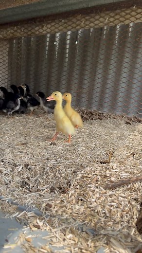 4 comments | Winter hasn’t even started yet and I’m already dreaming about Spring ducklings. What kind of ducks are your favorite? #harvesthillfarm #homestead #raiseyourownfood #ducklings #ducks | Harvest Hill Farm-real food on a budget | Facebook