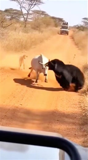 Bear vs mother cow on a Jungle Road — This Was Not Supposed to Happen 😱